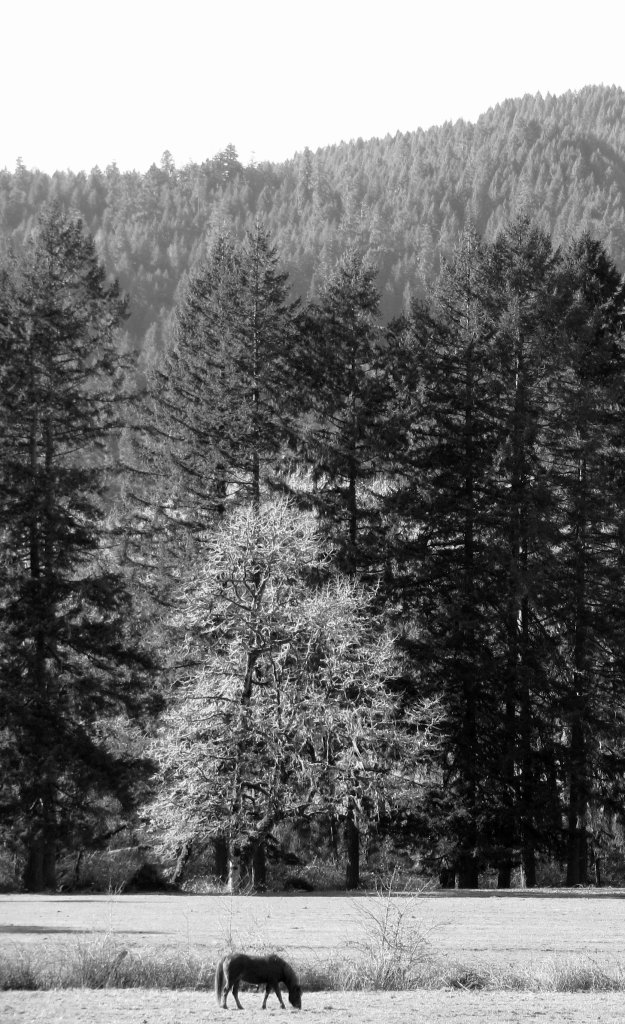 Camp Creek Road Springfield Lane County Oregon Real Estate – Eugene ...